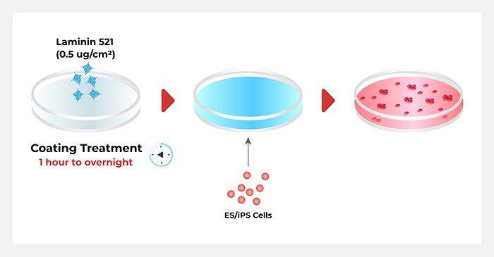 High Quality Laminin Protein Supports Clinical iPSC Banking