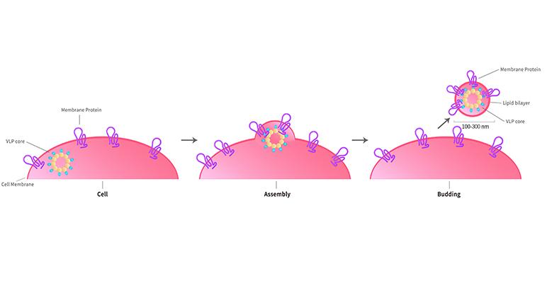 Overcoming Challenges in Cell and Gene Therapies: Transmembrane Targets ...