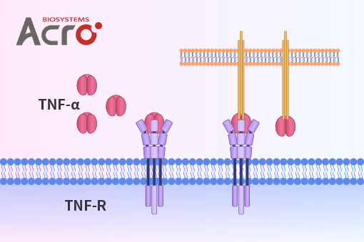 Antibody Immunization, Screening and Validation with Recombinant Proteins