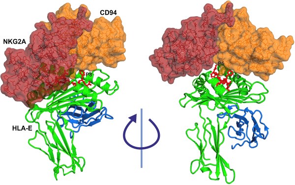 NKG2A, a promising target within NK cell-based immunotherapy