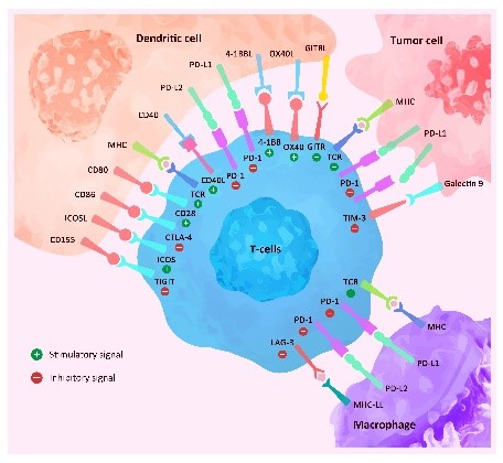 Protein, Beads, and Kits of Immune Checkpoints Accelerate Your ...