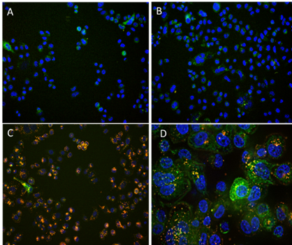 New Product Launch: pH-Sensitive Dye-Based Antibody Internalization ...