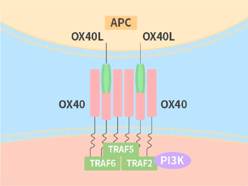 High-Quality Anti-Payload Antibodies and Panels for Robust ADC PK Analysis