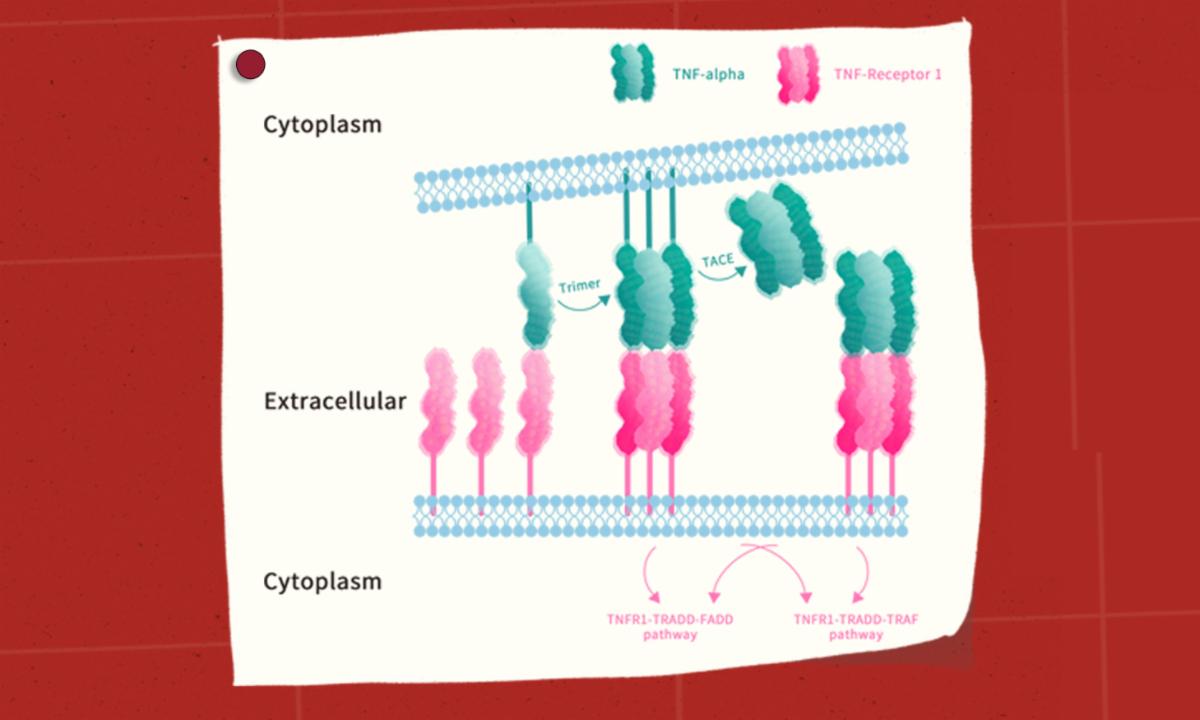 Protein, Beads, and Kits of Immune Checkpoints that accelerate your ...