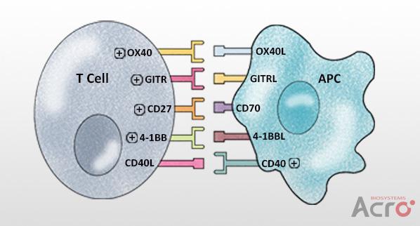 Co Stimulatory Immune Checkpoint Proteins From Acrobiosystems