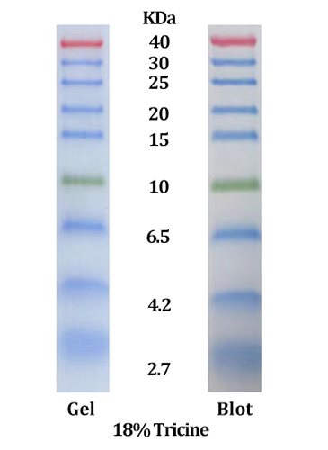 Free Sample Available: Star Ribbon Pre-stained Protein Marker