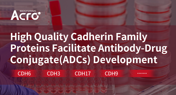 Cadherin Family: Driving Oncology Therapy through Targeted ADC Development