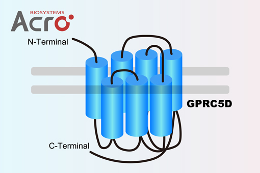 Antibody Immunization, Screening and Validation with Recombinant Proteins