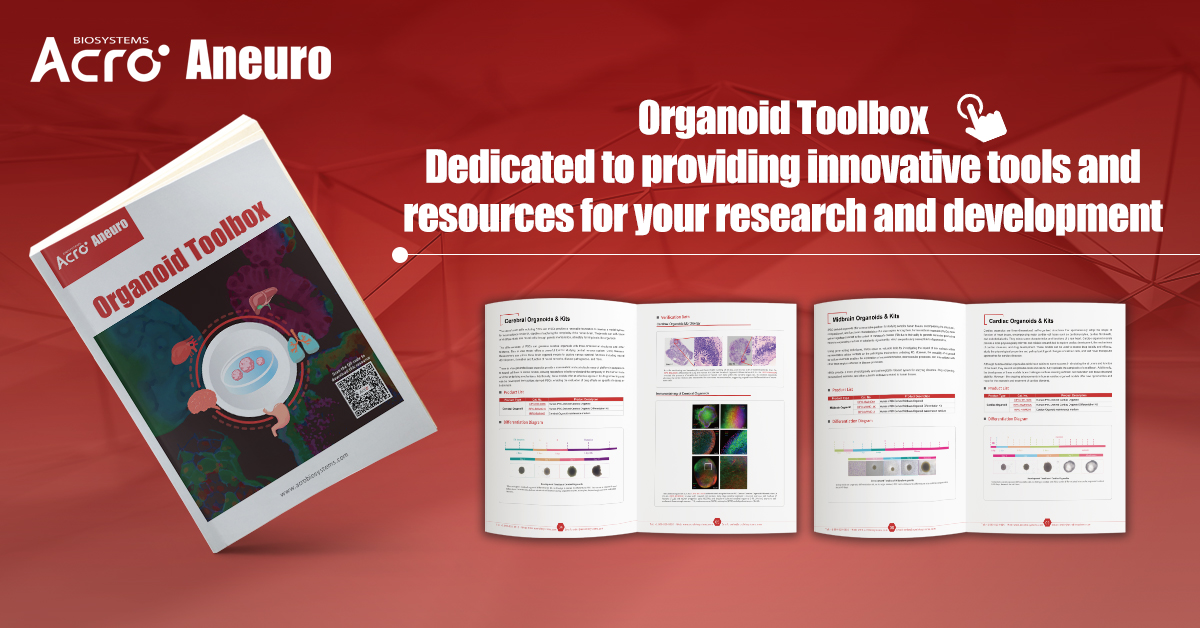 New Product Launch: Human iPSC-Derived Cardiac Organoid Differentiation Kit