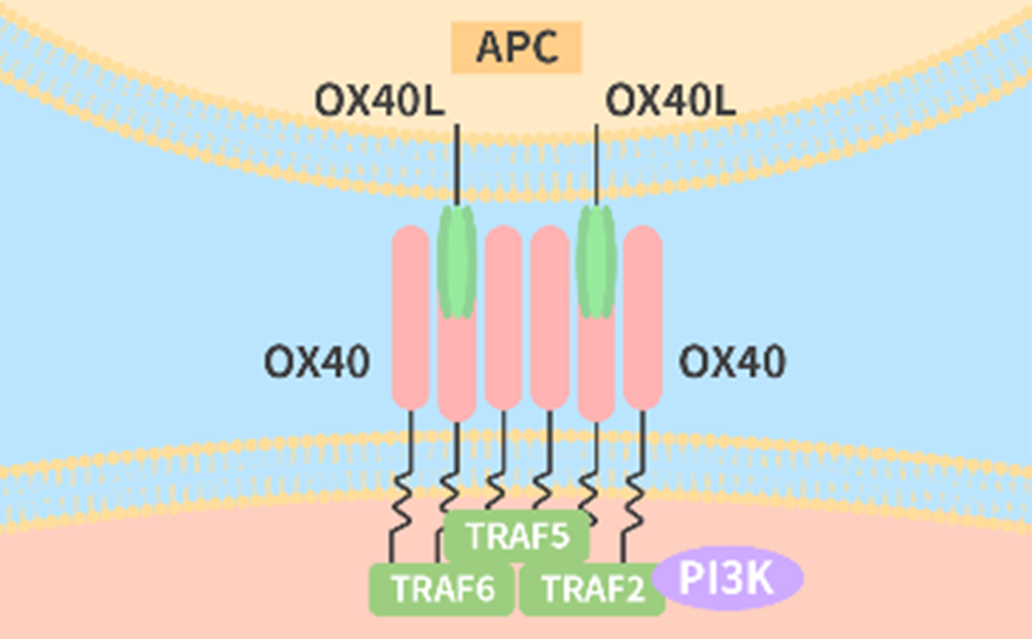 Key Immune Regulatory Pathways and Their Roles in Autoimmune Diseases