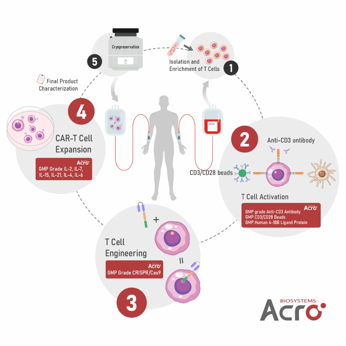 Elevate Your CAR Cell Manufacturing with GMP-Grade Reagents and Safety ...