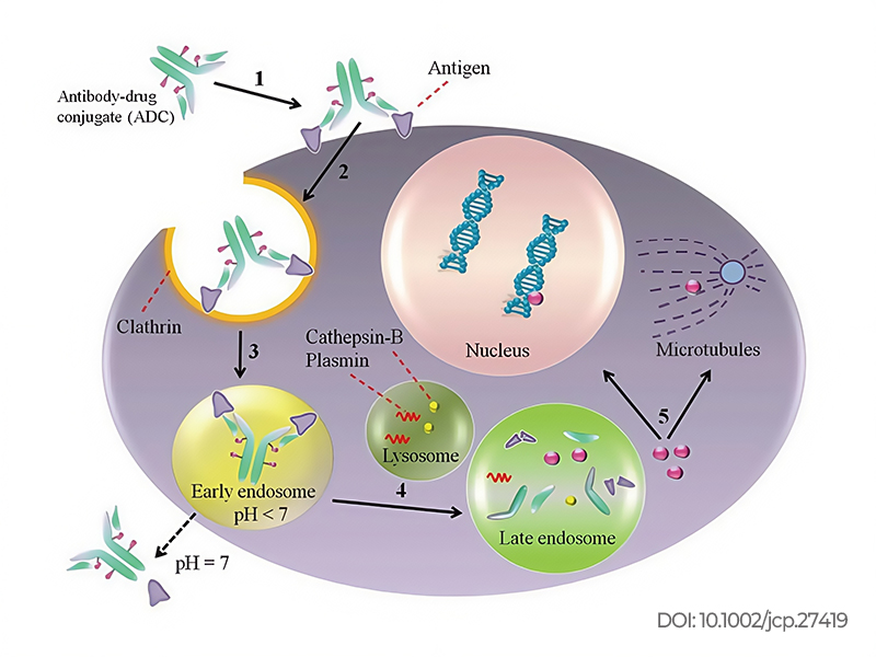 Proteases for ADC Linker Screening and Validation