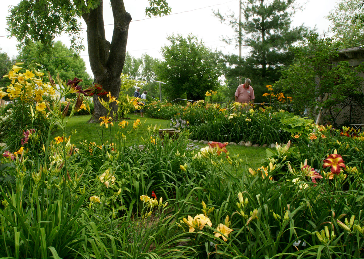 Region 1 Daylily Pioneer - Fall 2019 - THE DIGITAL ISSUE