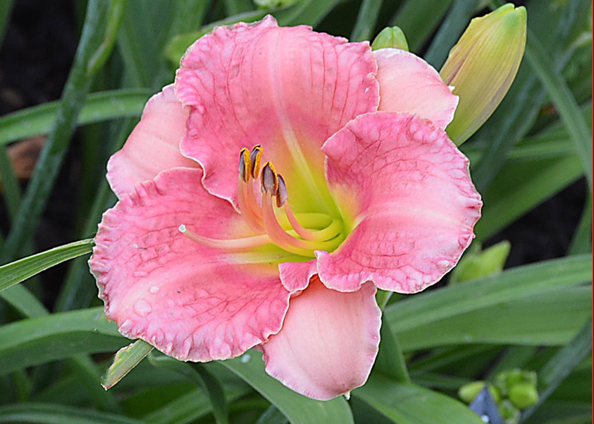 Region 1 Daylily Pioneer - Fall 2019 - THE DIGITAL ISSUE