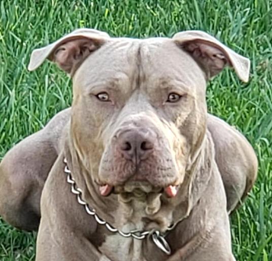Grimes Blue Pitbull Puppies Due June 17th