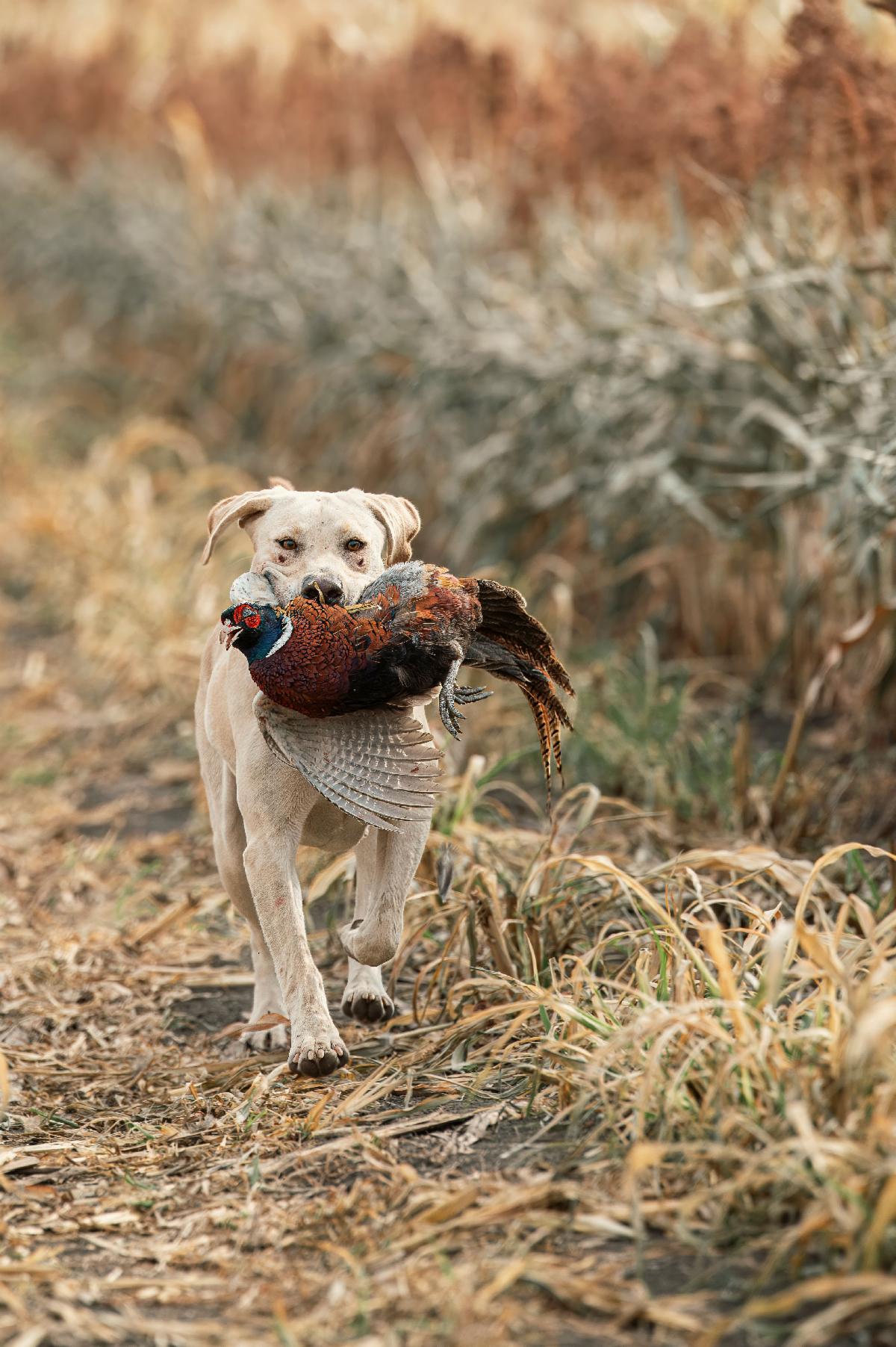 Thank you from Horseshoe K Ranch