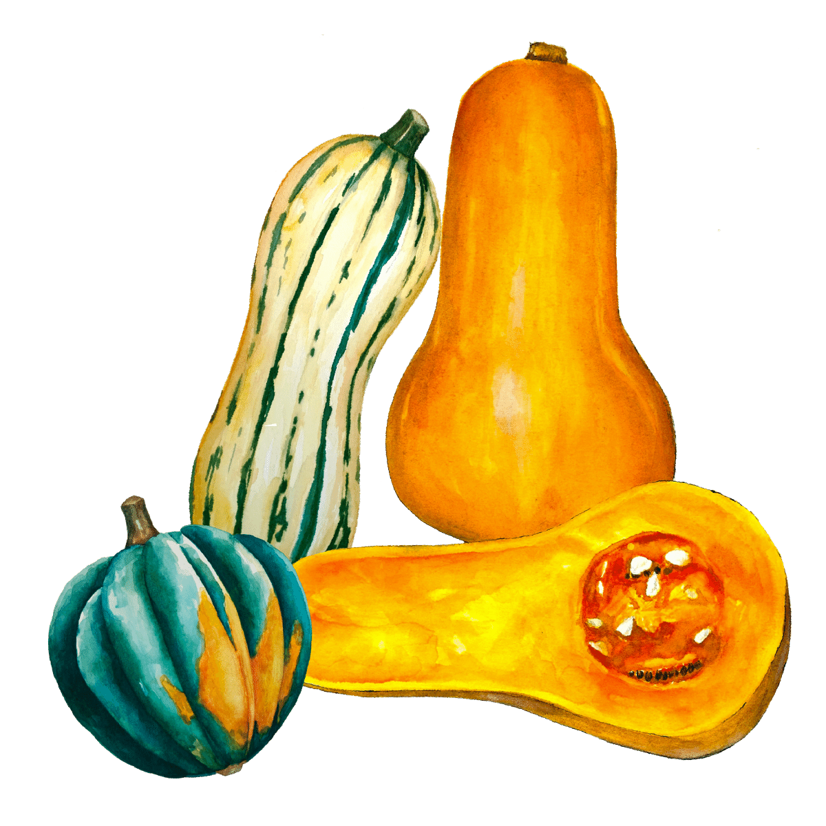 Harvest of the Month - Winter Squash!
