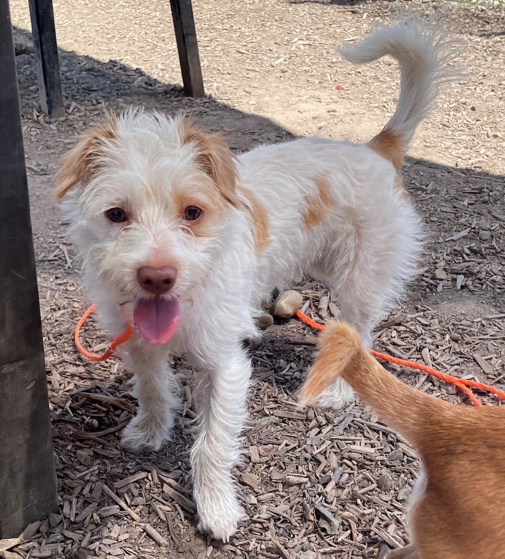 Urgent Partner Alert! Joseph - Parson Russell Terrier Mix Needs Rescue ...