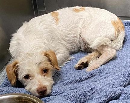 Urgent Partner Alert! Joseph - Parson Russell Terrier Mix Needs Rescue ...