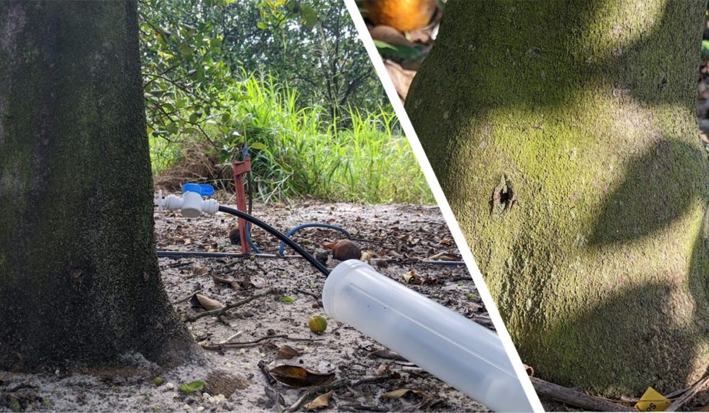 Mechanical Harvest; Trunk Injection