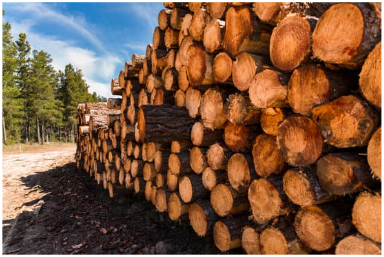 Log Scaling - Online License Preparation Training 2/23/26 to 4/25/26