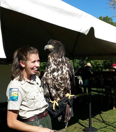 Bald Eagle Feather Transition