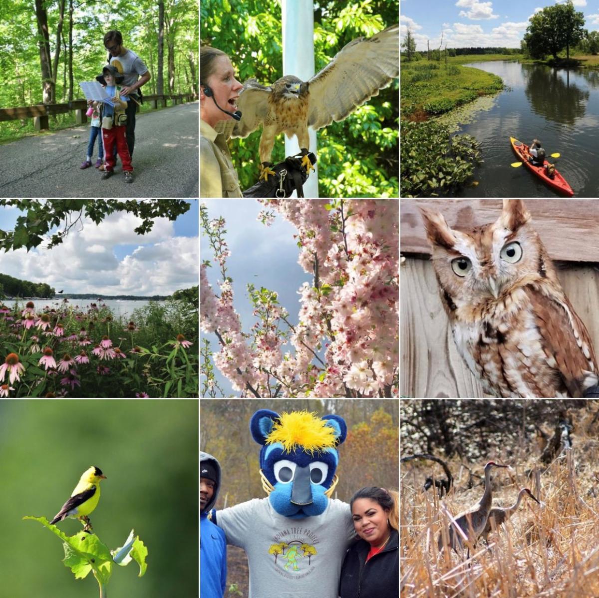 Bald Eagle Feather Transition