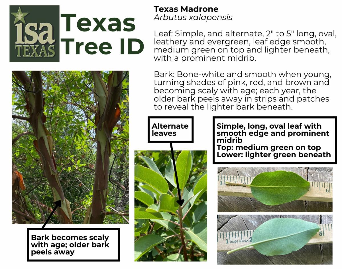 Hi Texas Arborist your July TreEmail is here