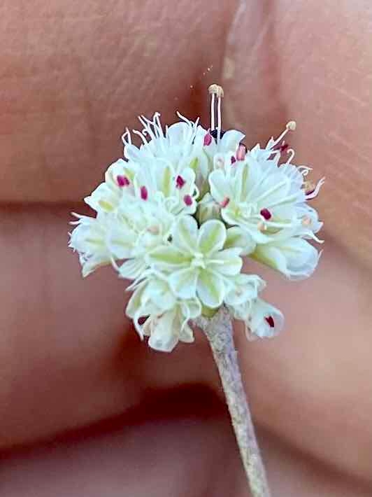 Calflora Plant Excursion: Quail Hollow