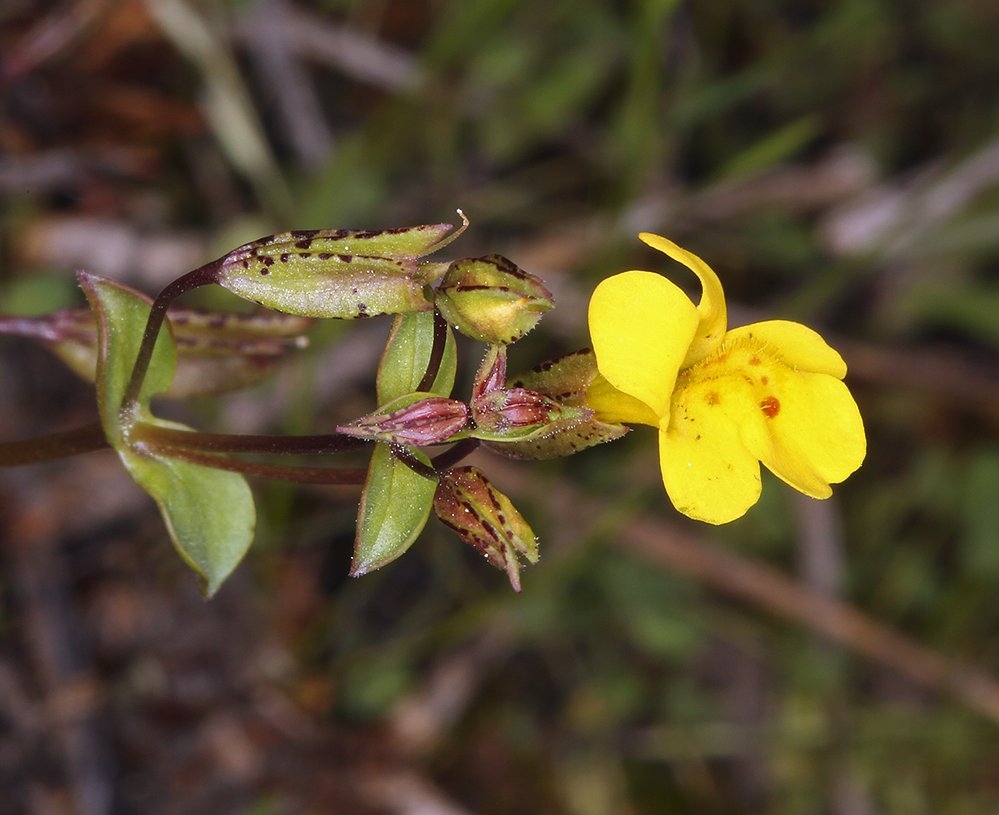 new plant names in Calflora