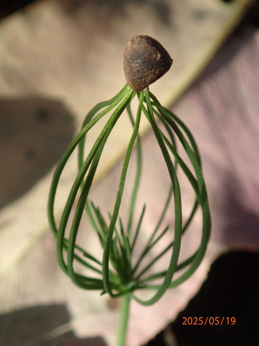 Calflora Photo Contest Champions!