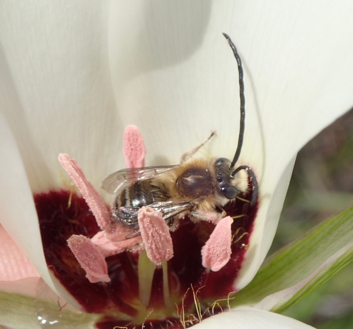 Who loves pollinators?