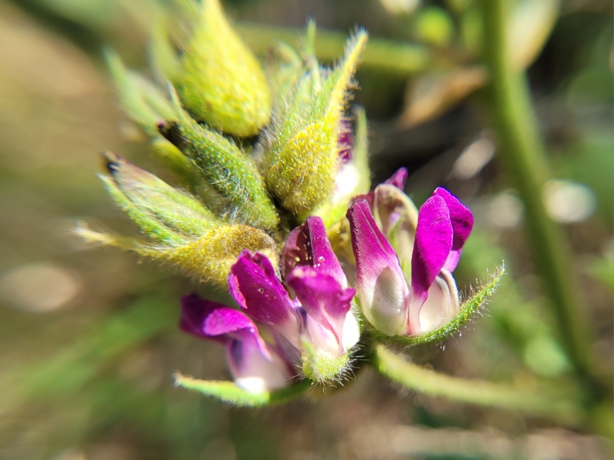 Calflora Plant Excursion Friday April 4