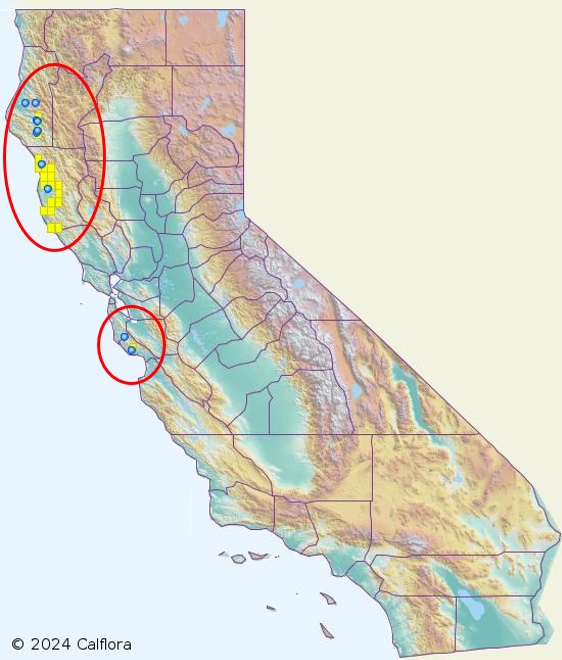 Humboldt milkvetch in Santa Cruz County?