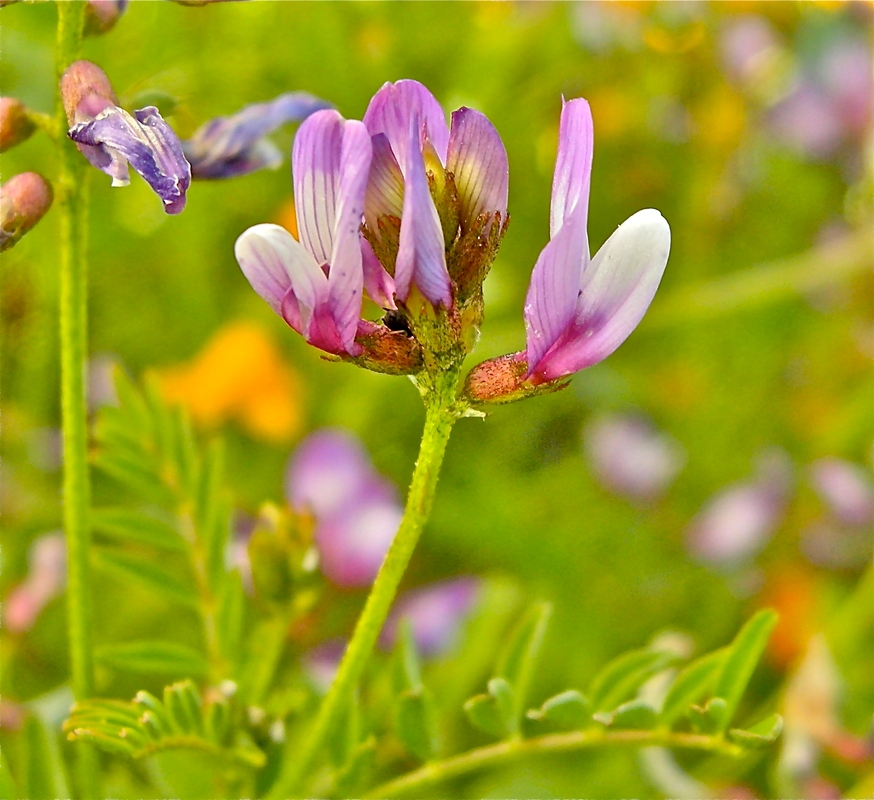 Upcoming Calflora Plant Excursion