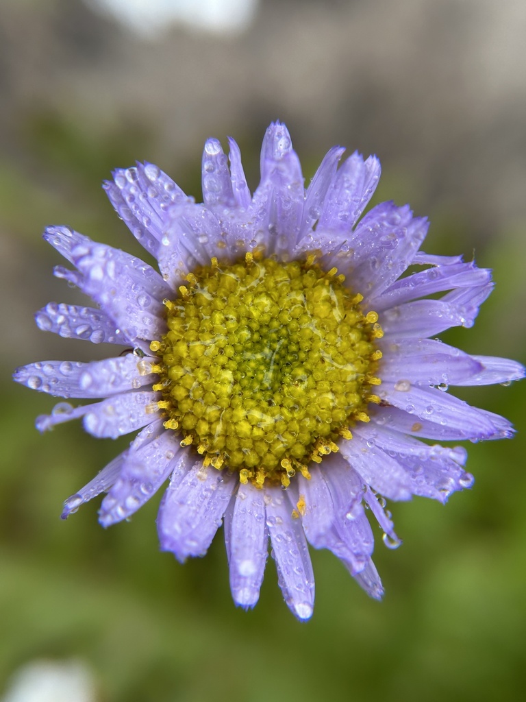 Saints' daisy