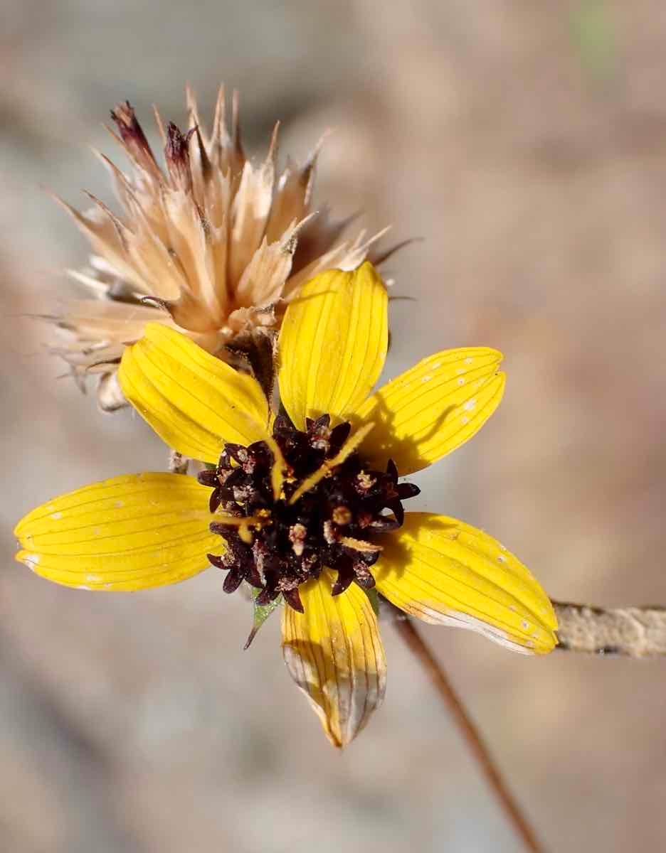 Please Support Calflora Today