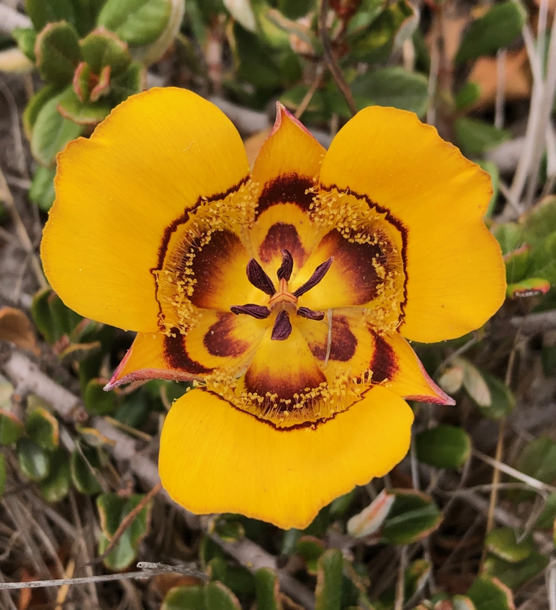 Join Calflora's May Photo Contest