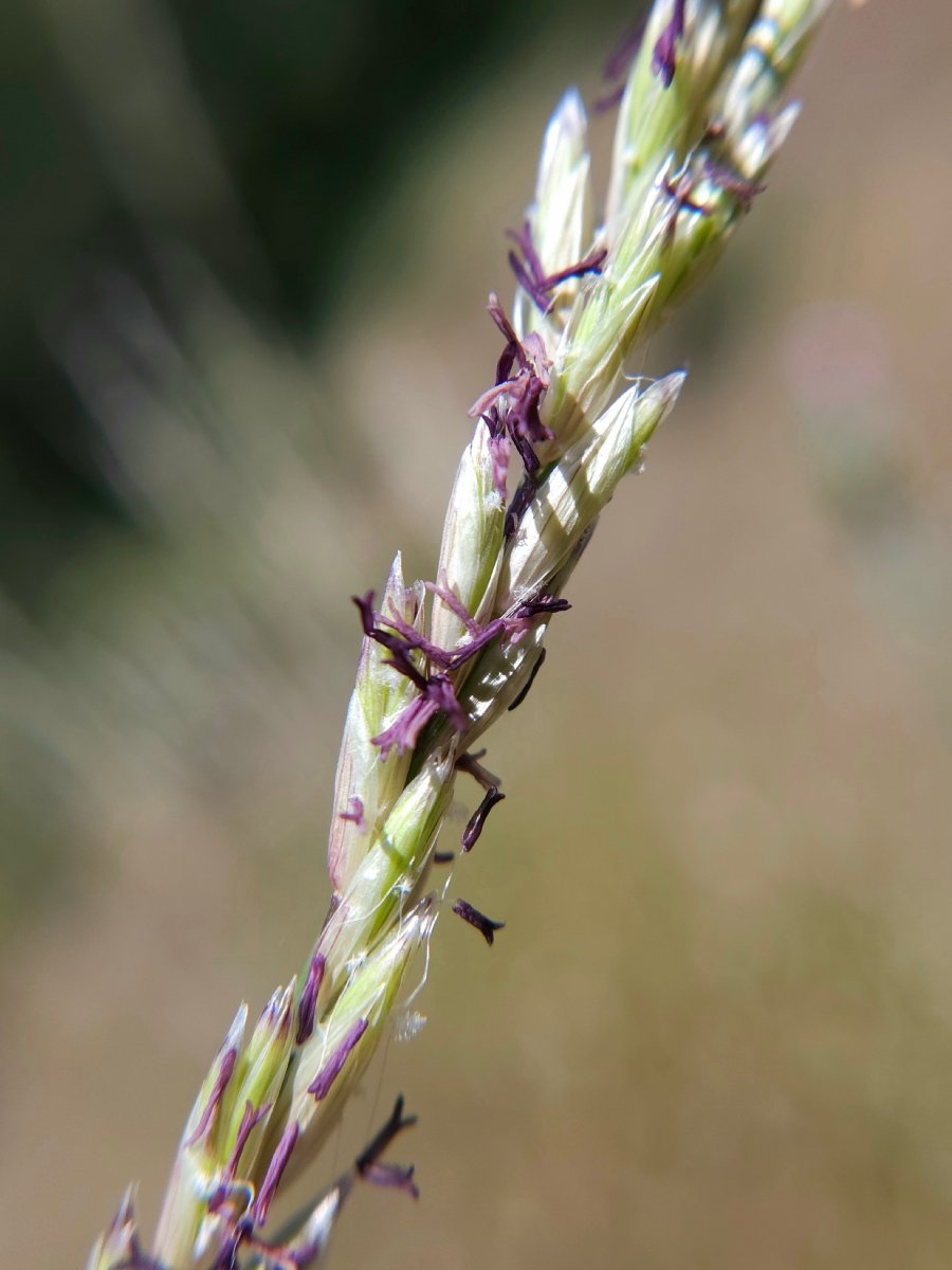 Cast Your Vote: Tiebreaker for Calflora Photo Contest!