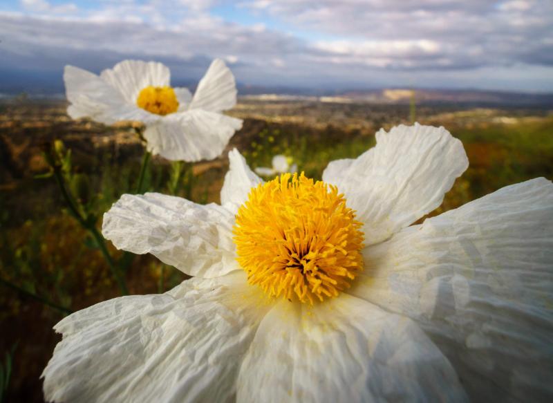 4th Annual Calflora Photo Contest Winners | Natural History Wanderings