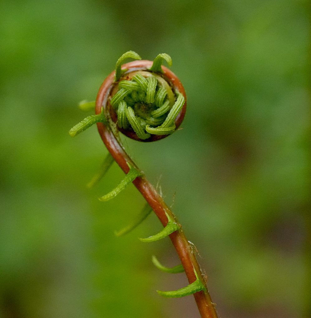 Calflora Photo Contest Champions!