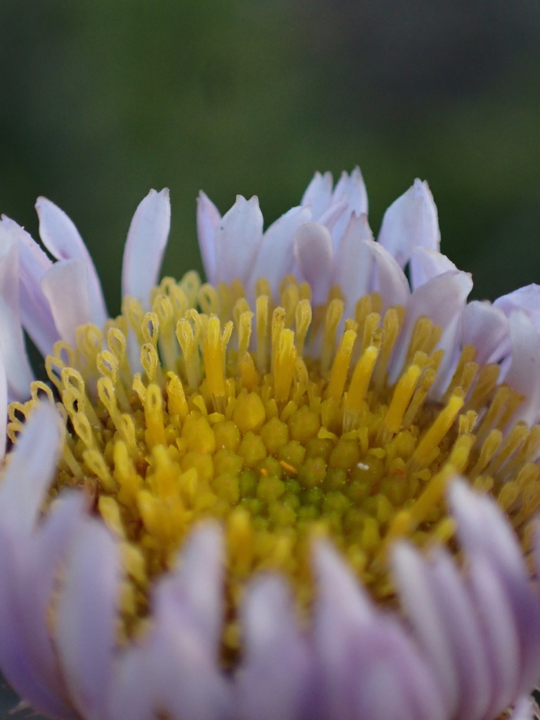 Saints' daisy