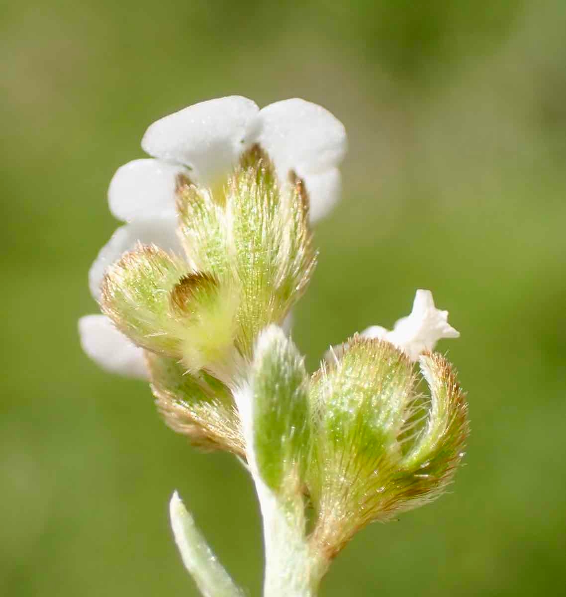 Vernal Pools Galore with Calflora