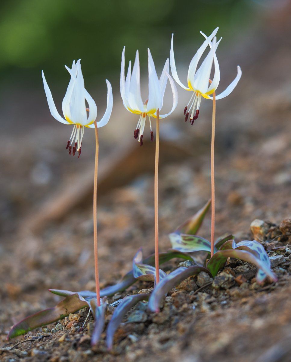 Calflora Photo Contest Champions!