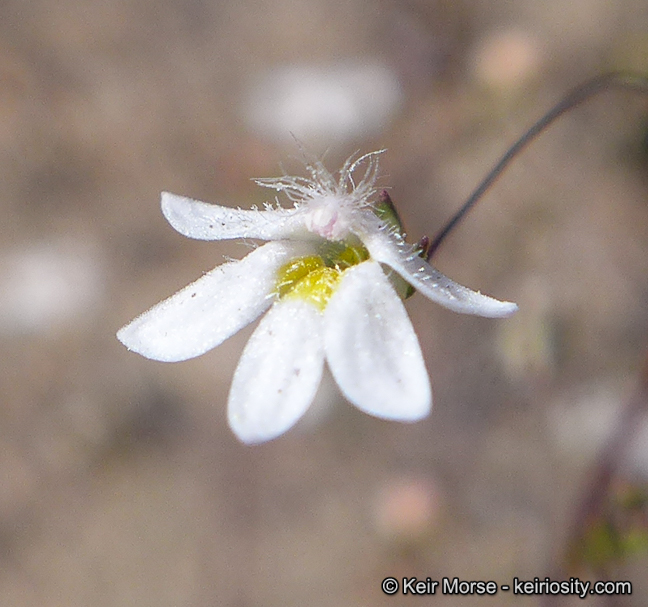 new plant names in Calflora