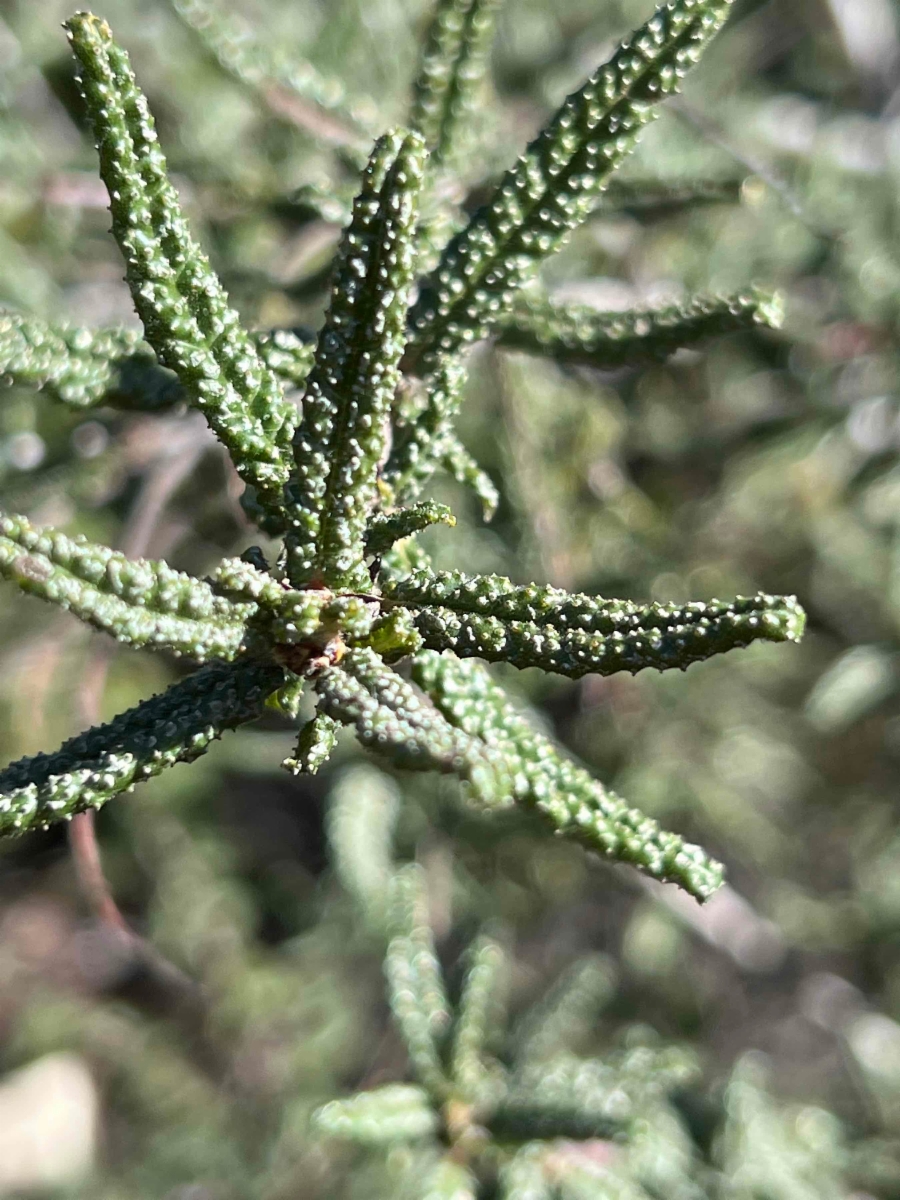 Calflora Plant Excursion: Quail Hollow