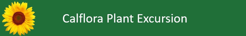 Calflora Excursion with David Greenberger