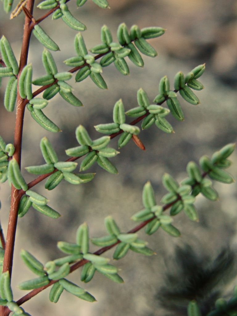 Calflora Plant Excursion: Quail Hollow