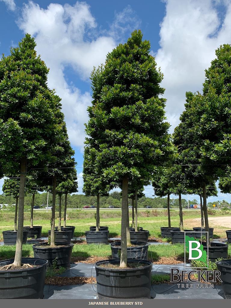 Becker Has New Crop of 65 and 200g Japanese Blueberry Standards