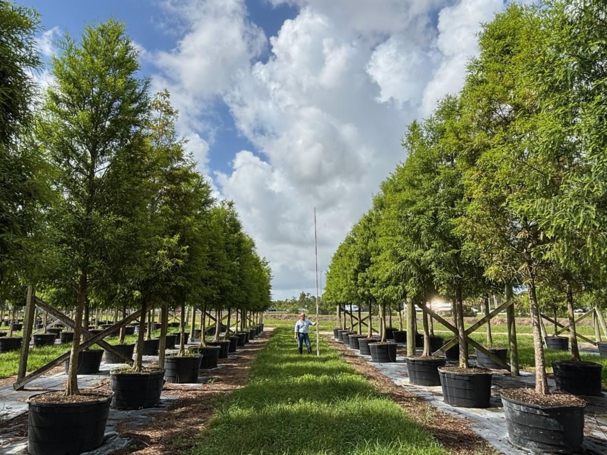 Becker June, 2025 Availability - Great Selection of Large Bald Cypress ...